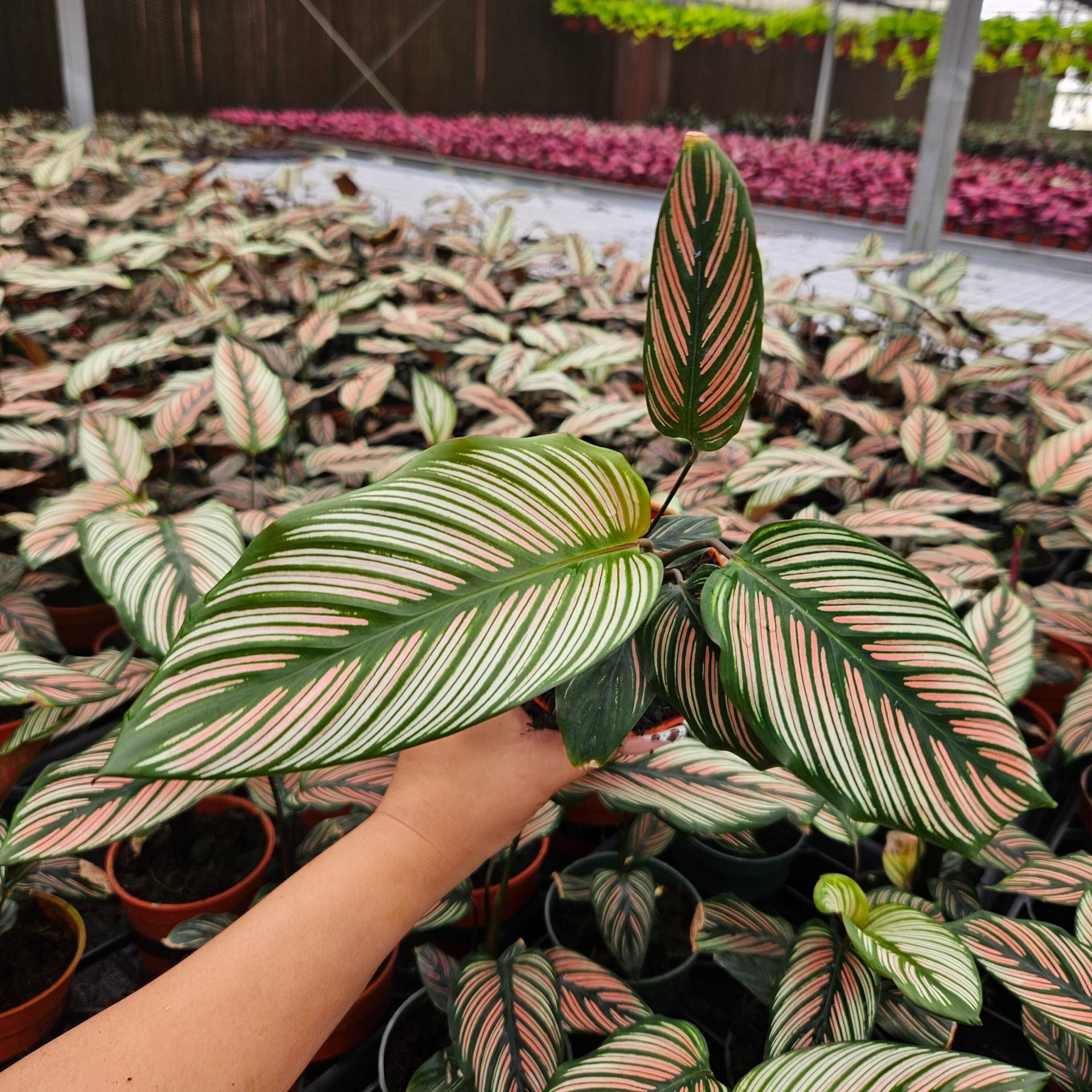 Calathea White Star 4" - Biostok Foliage