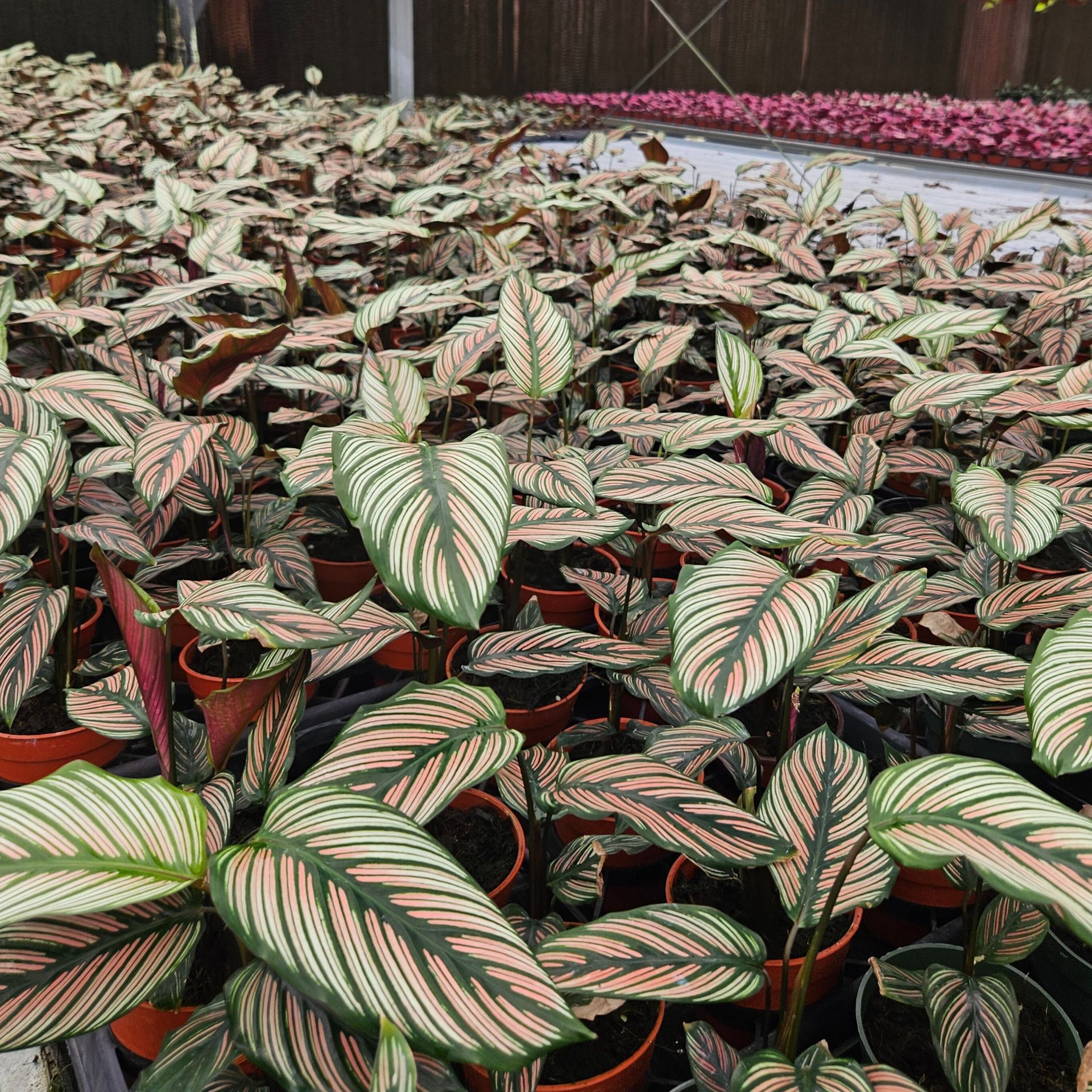 Calathea White Star 4" - Biostok Foliage