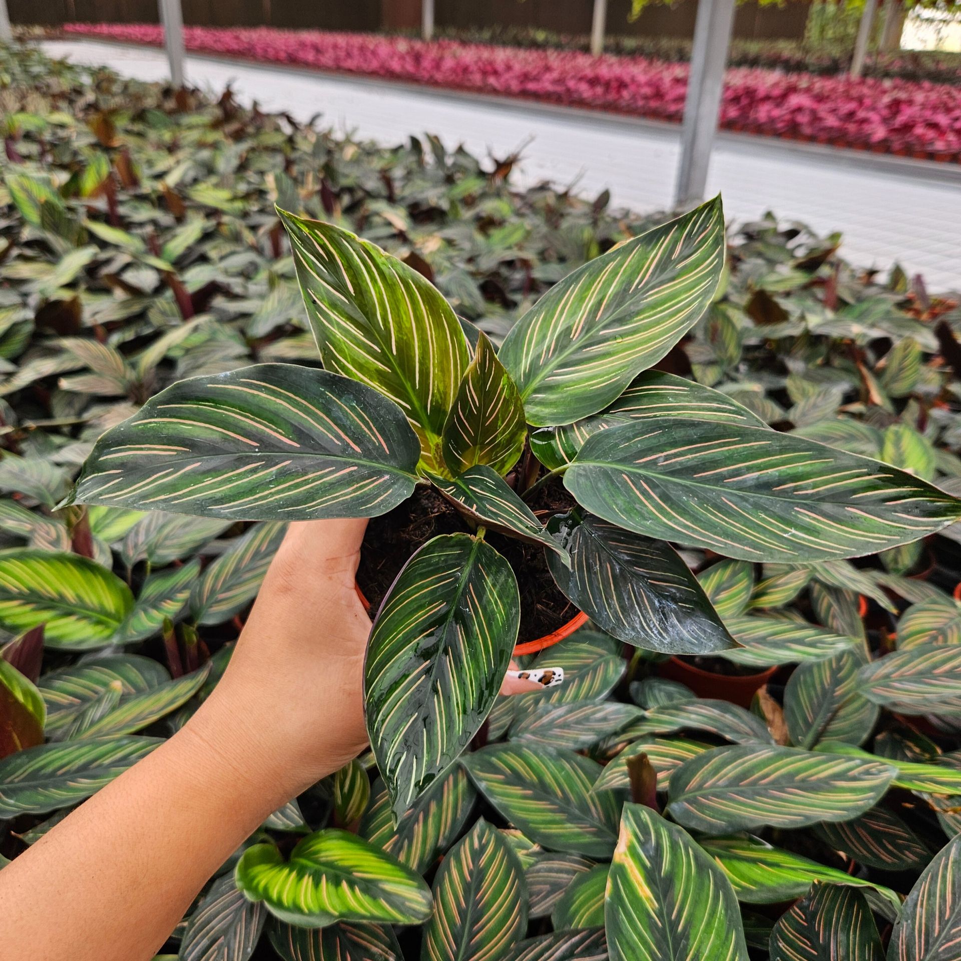 Calathea Beauty Star 4" - Biostok Foliage