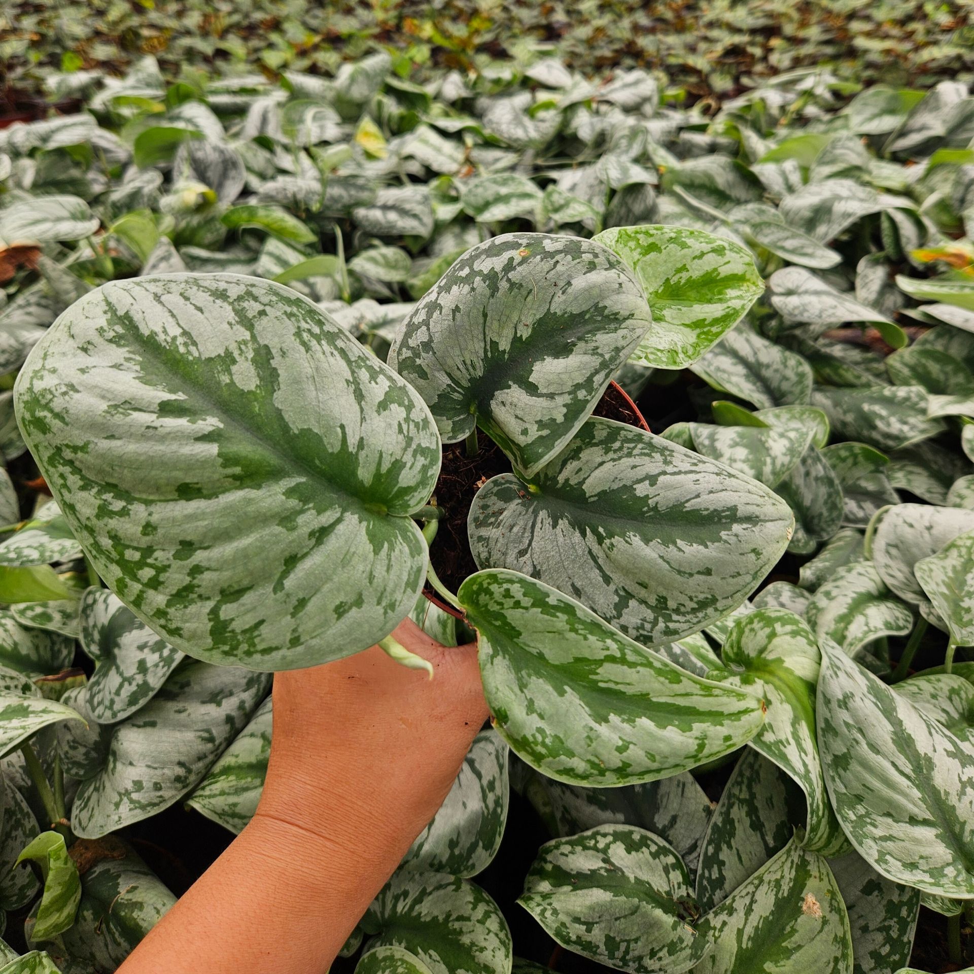 Pothos Silver Satin 4" - Biostok Foliage