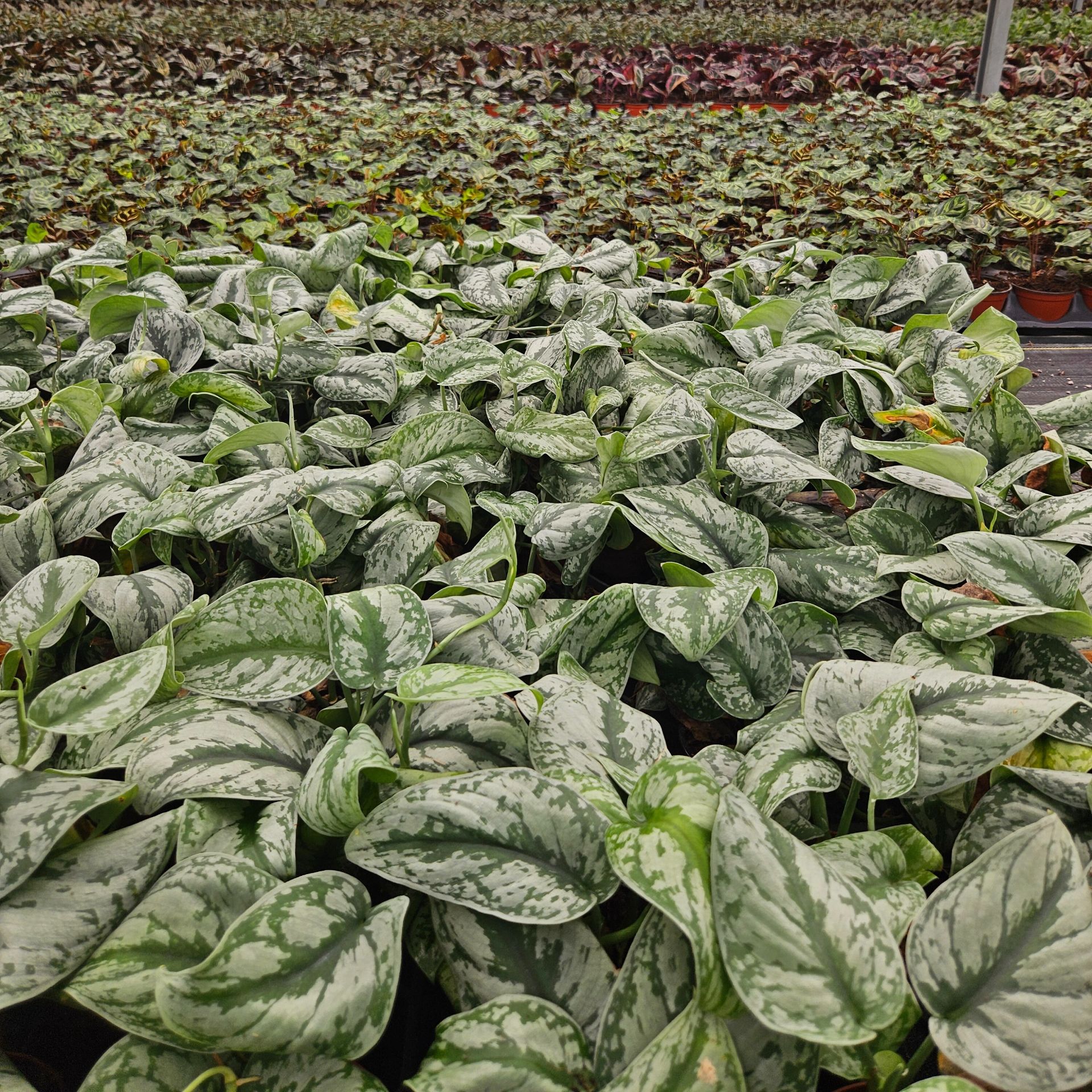 Pothos Silver Satin 4" - Biostok Foliage