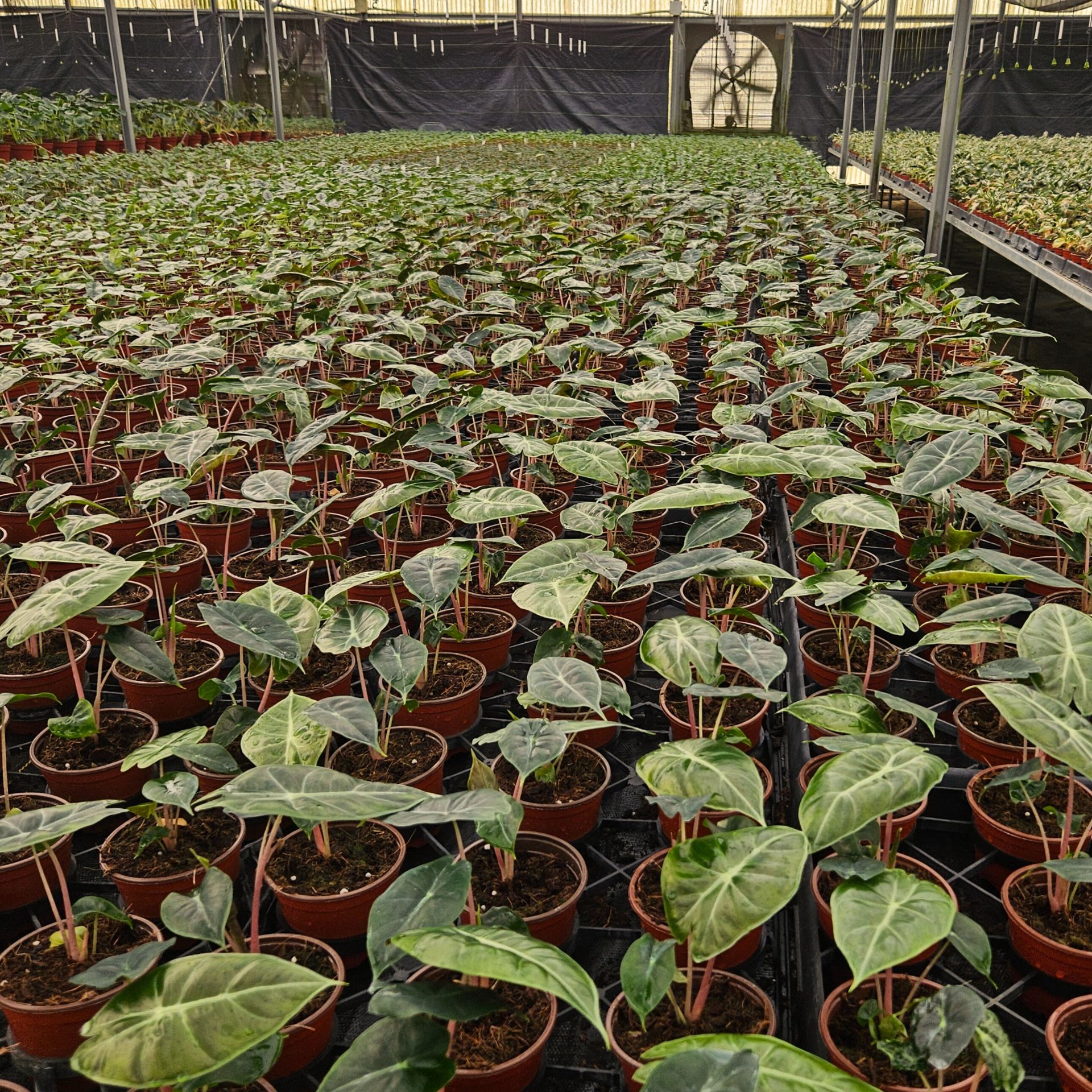 Alocasia Pink Dragon 4" - Biostok Foliage