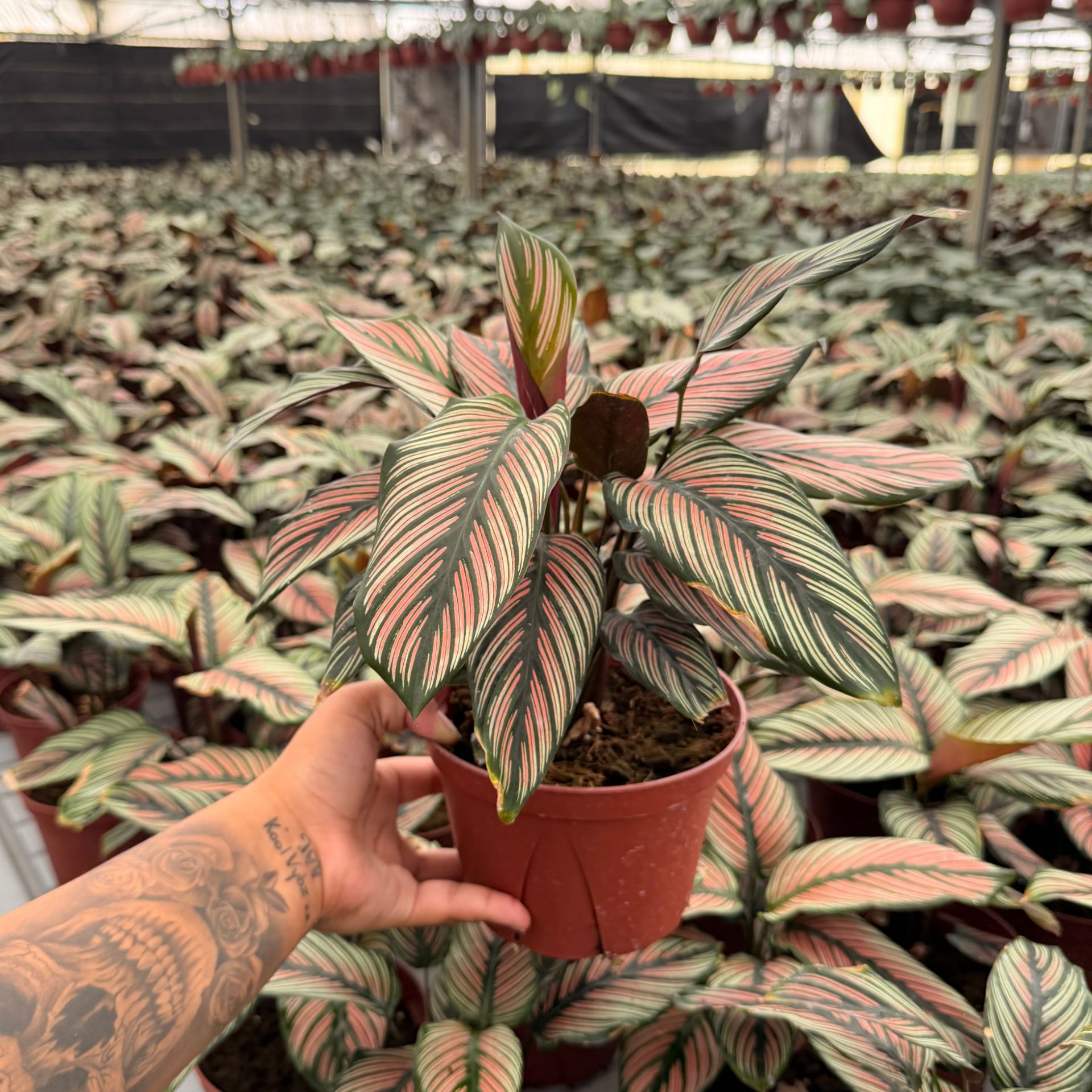 Calathea White Star 6" - Biostok Foliage