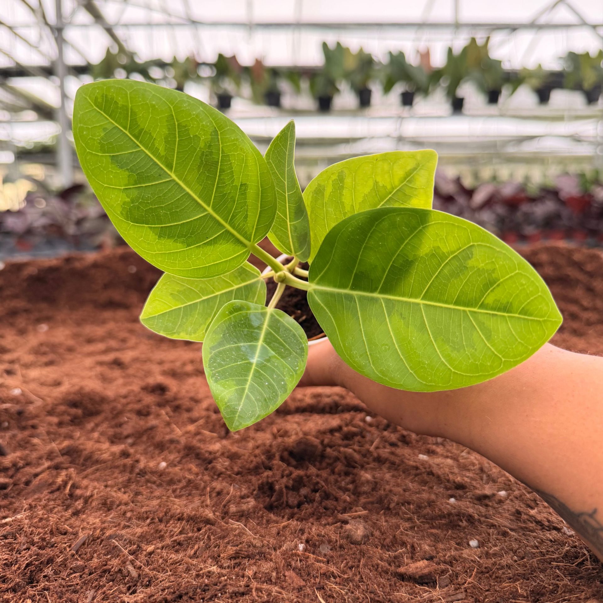 Ficus Altissima 2" - Biostok Foliage