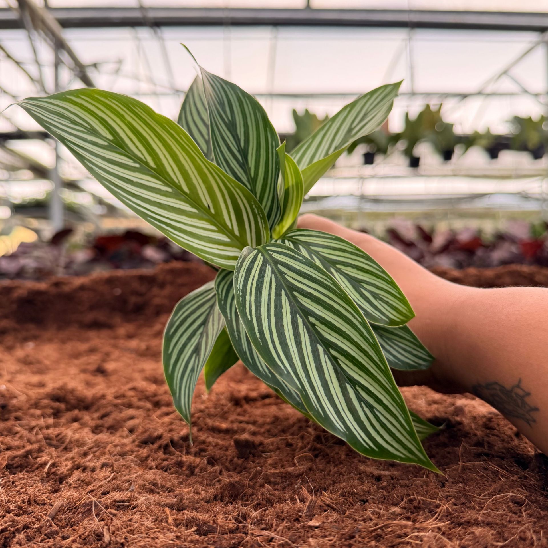 Calathea Vittata 2" - Biostok Foliage