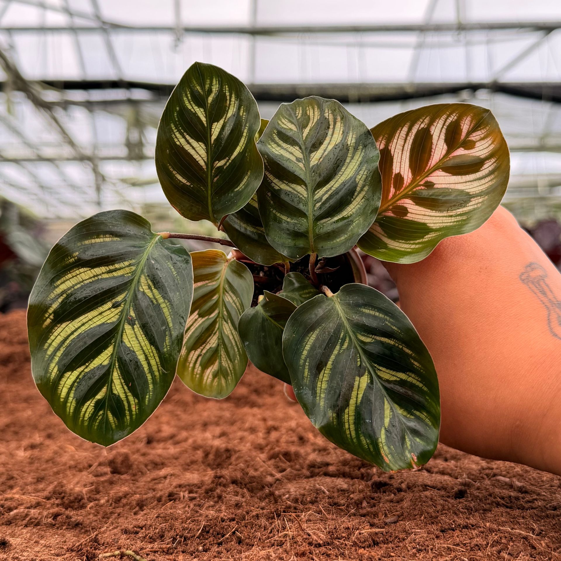 Calathea Makayona 2" - Biostok Foliage