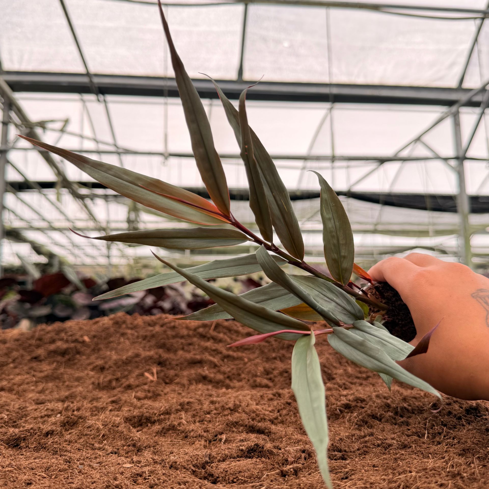 Red Bamboo Ginger 2" - Biostok Foliage
