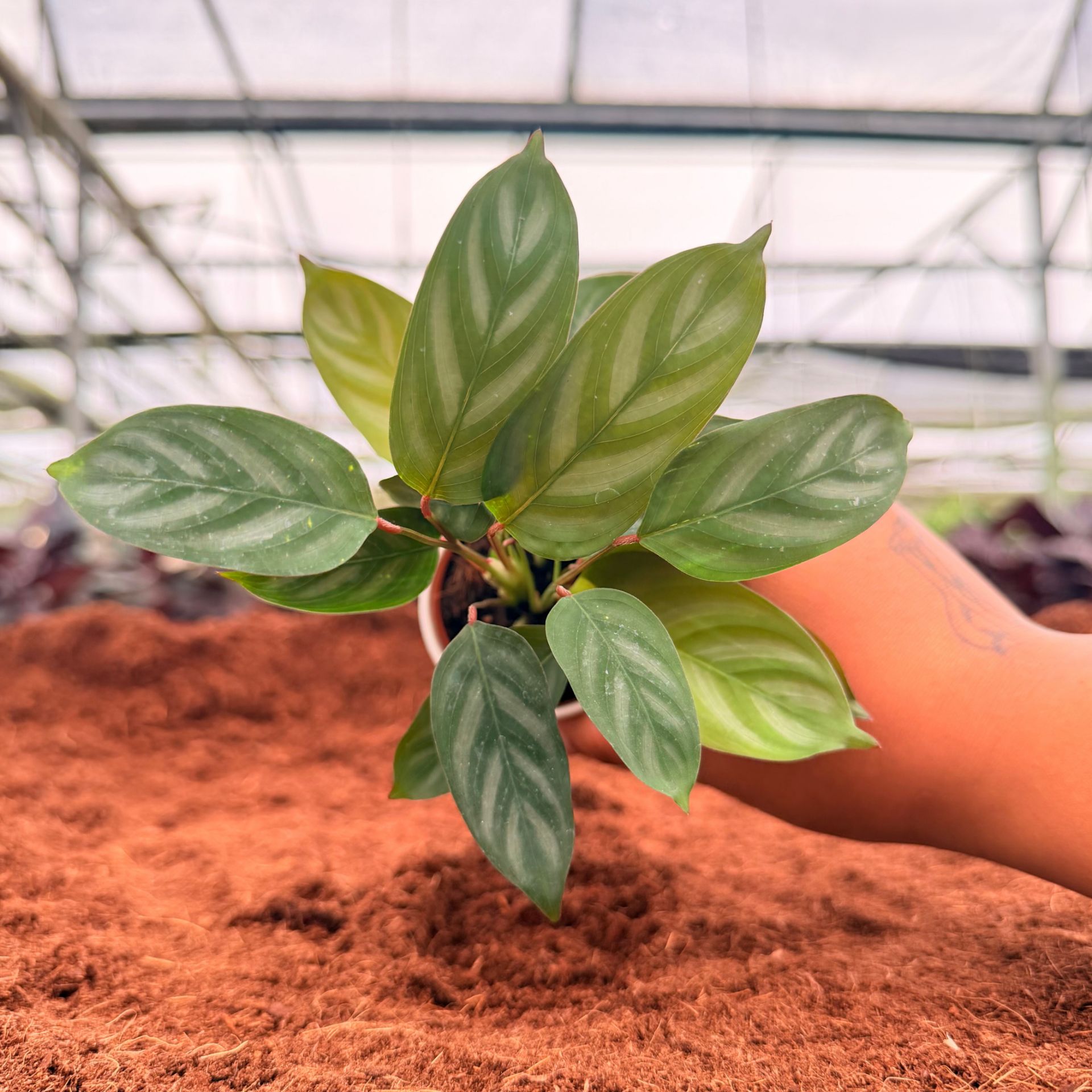 Calathea Silver Star 2" - Biostok Foliage