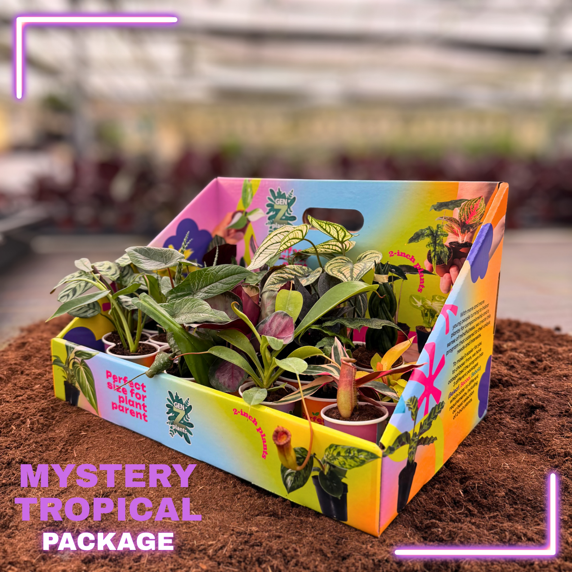 MYSTERY TROPICAL PACKAGE 2" Plants - Biostok Foliage