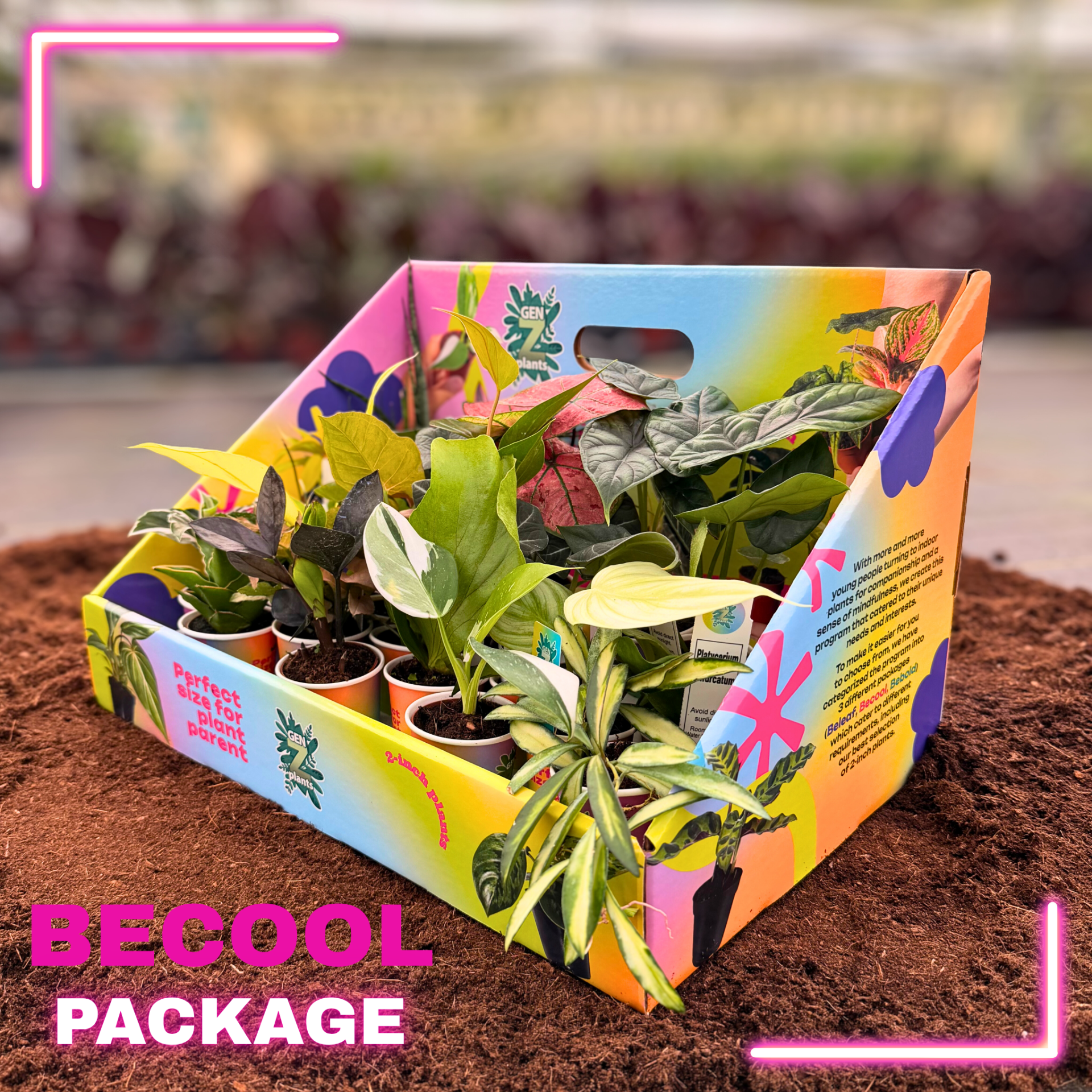 BECOOL 2" Plants - Biostok Foliage