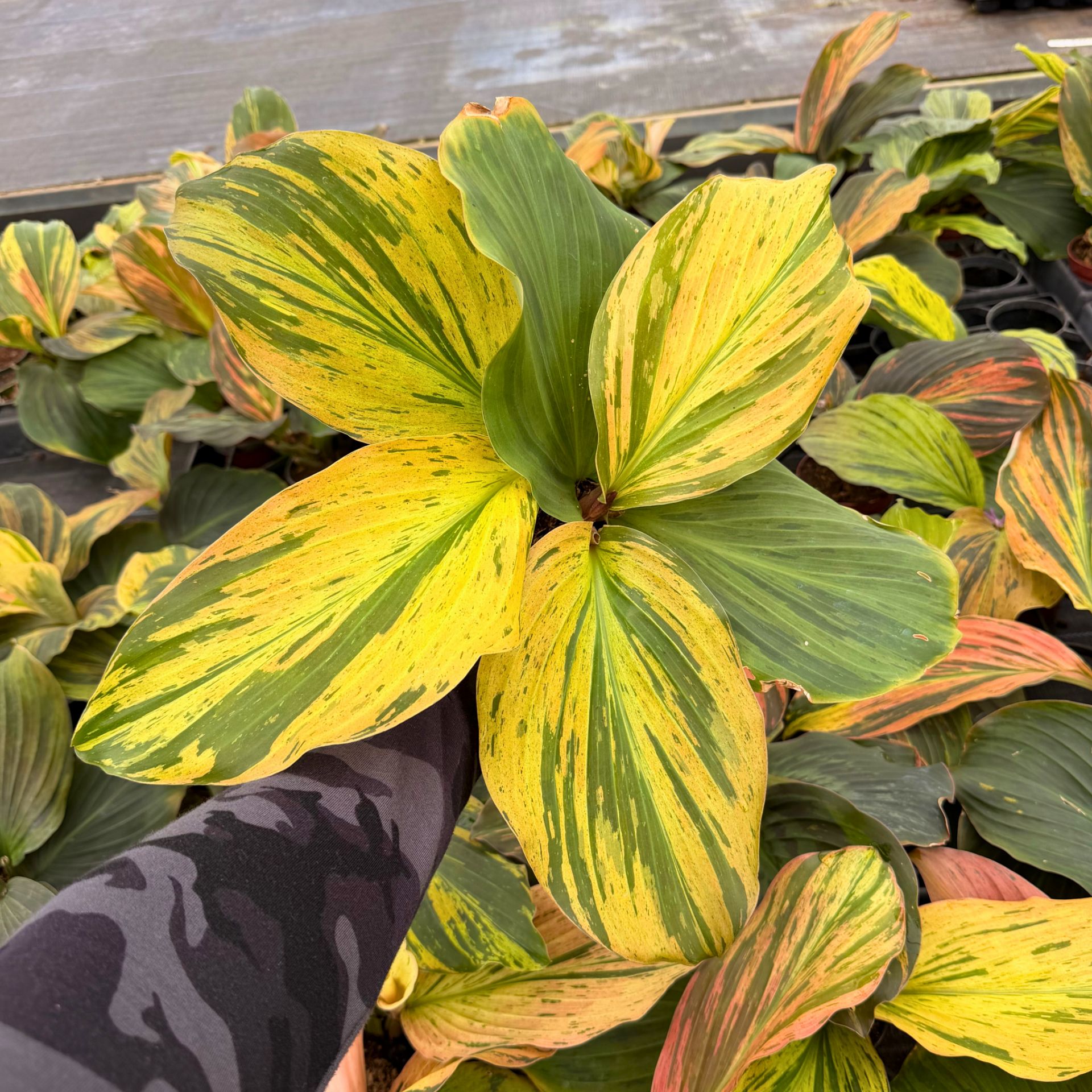 Kaempferia ‘Jungle Rose’ 4" - Biostok Foliage