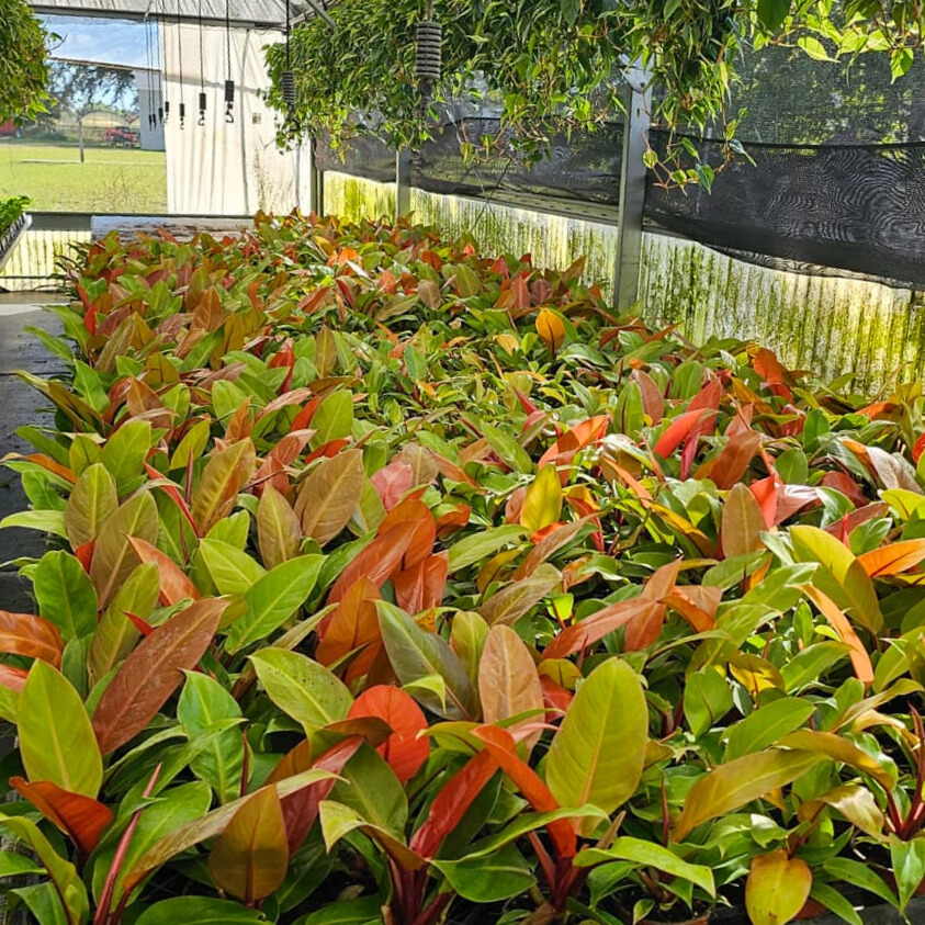 Philodendron Prince of Orange 4" - Biostok Foliage