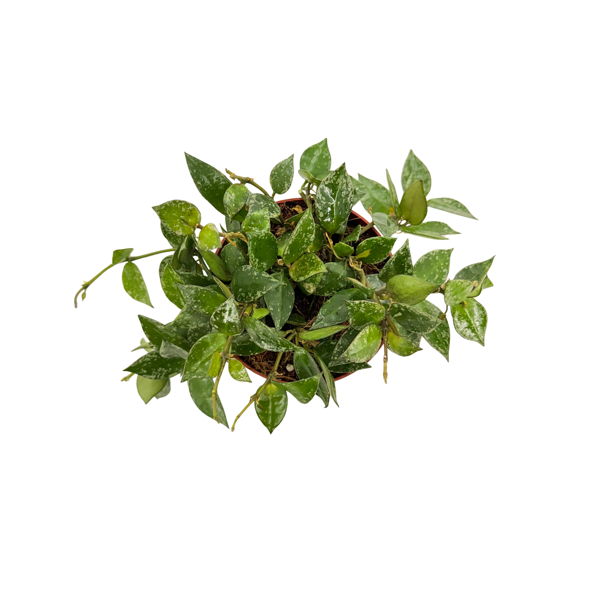 Hoya krohniana Silver Splash 4" - Biostok Foliage