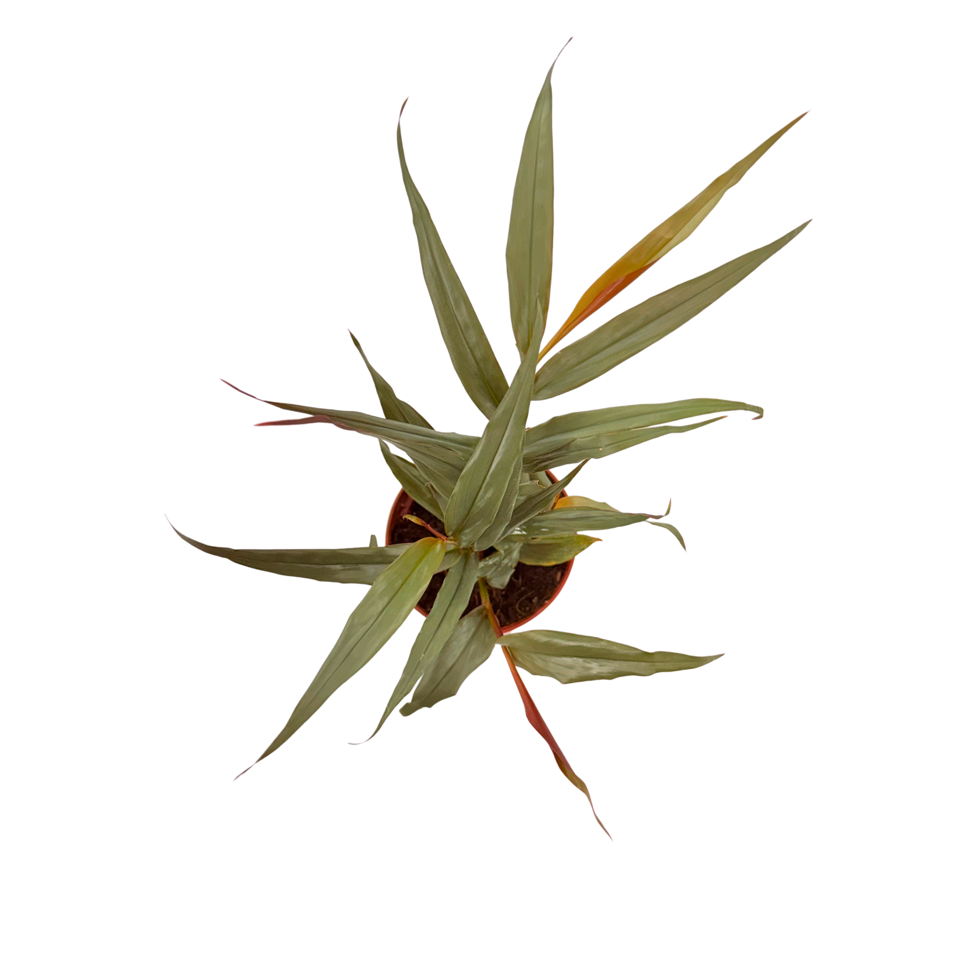 Red Bamboo Ginger 4" - Biostok Foliage