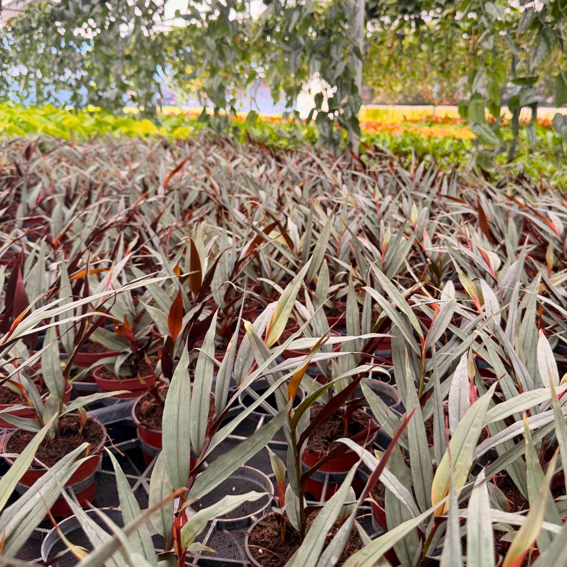 Red Bamboo Ginger 4" - Biostok Foliage