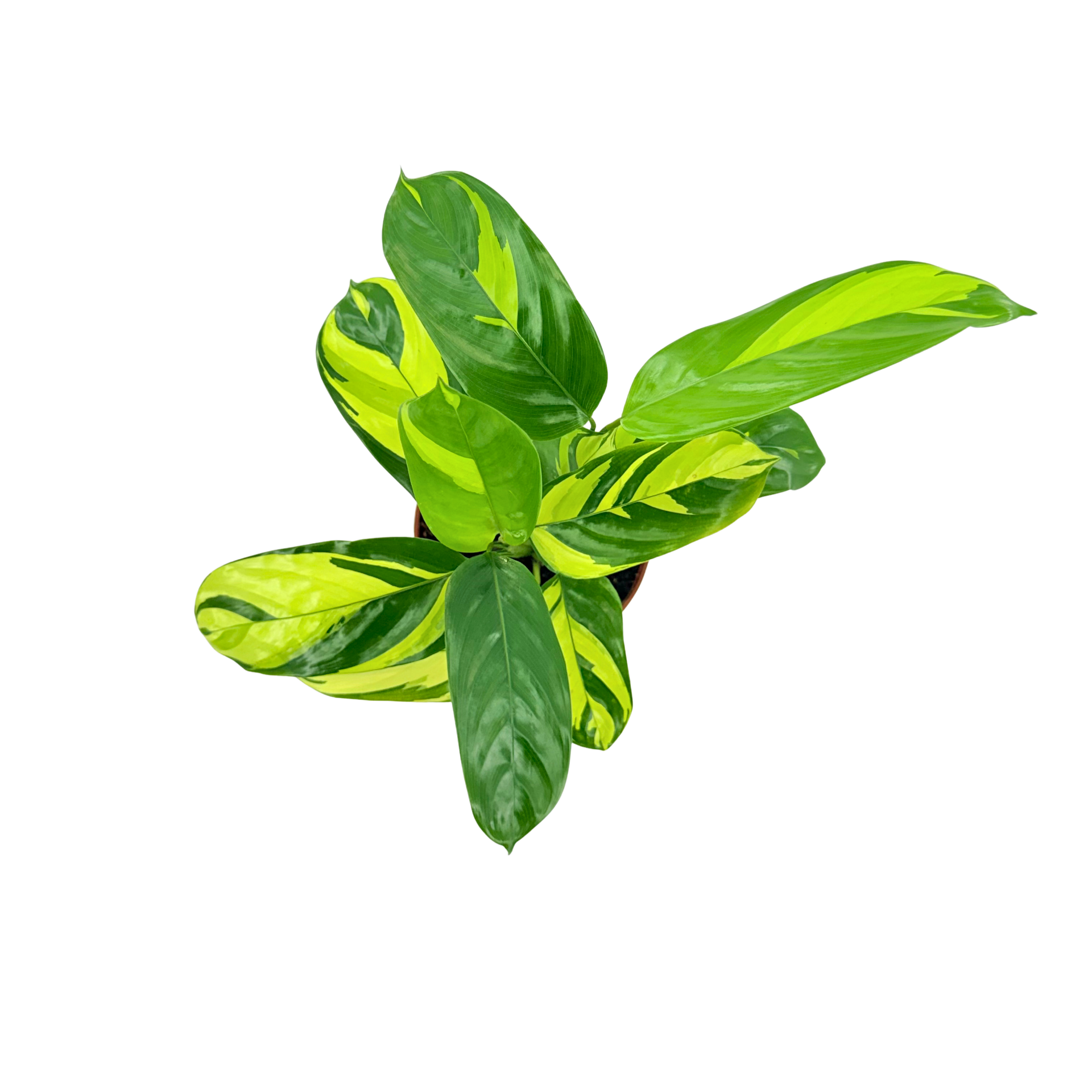 Calathea Pilosa 4" - Biostok Foliage