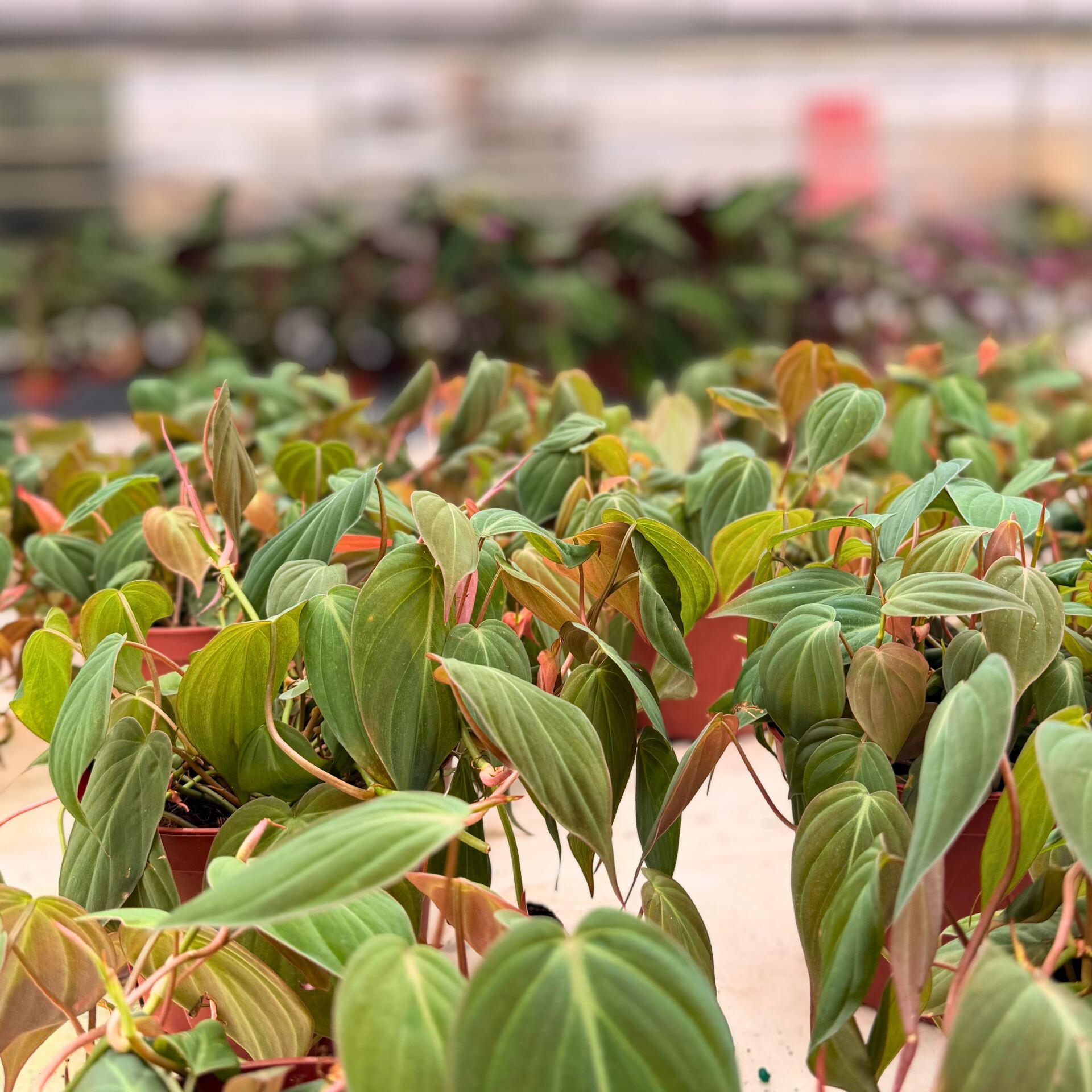 Philodendron Mican 6" - Biostok Foliage