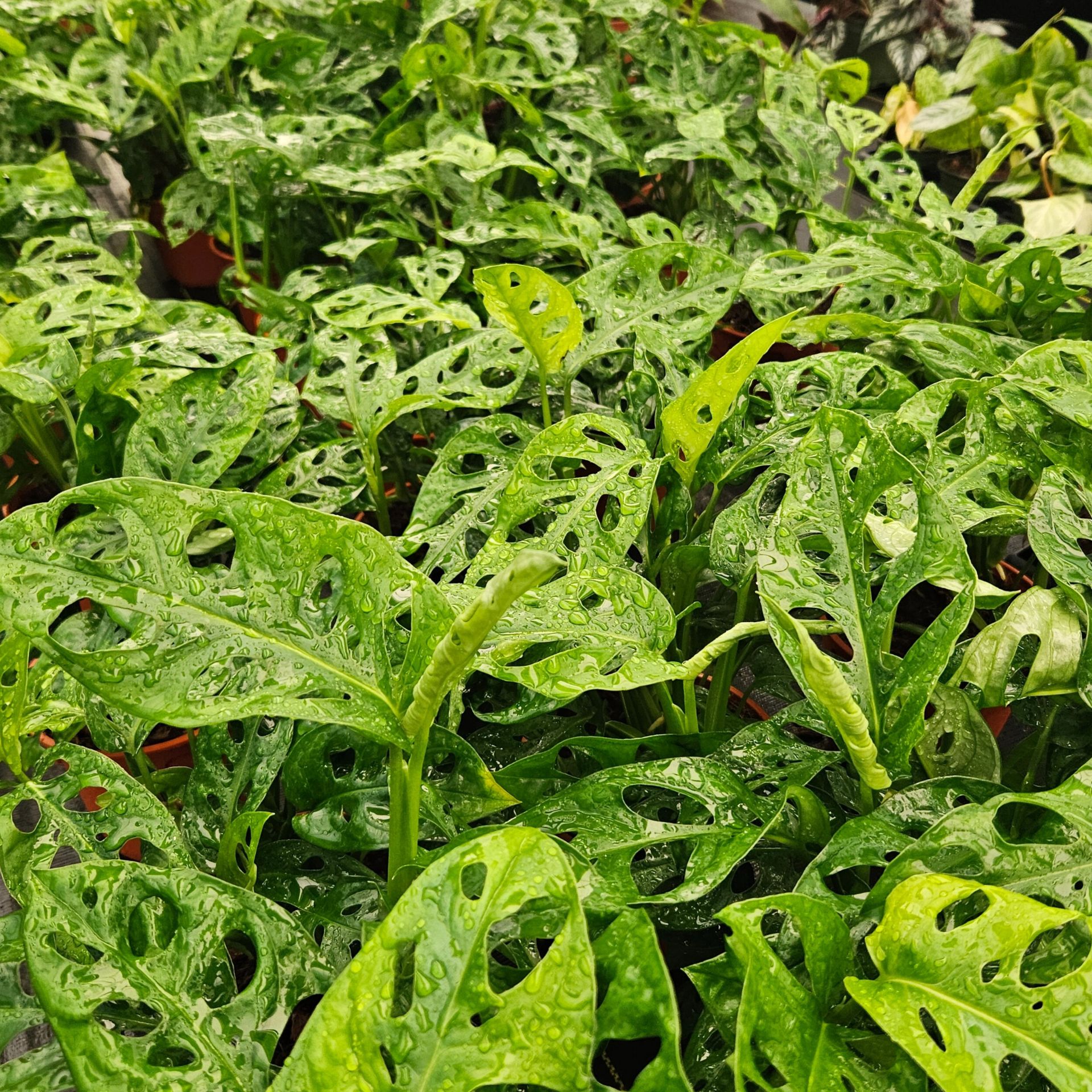 Monstera Swiss Cheese 6" - Biostok Foliage