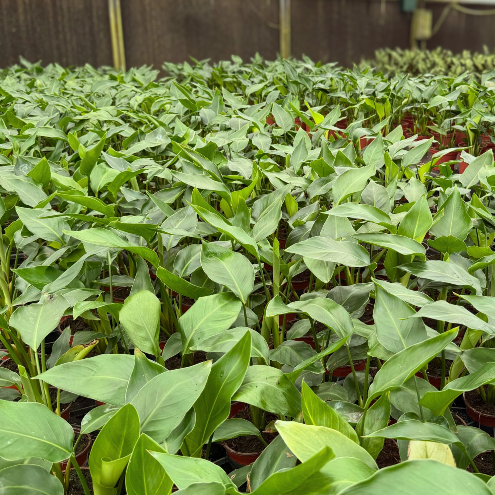Strelitzia White Bird 4" - Biostok Foliage